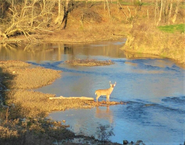 MASTER BUCK - Sweet Cabin Life