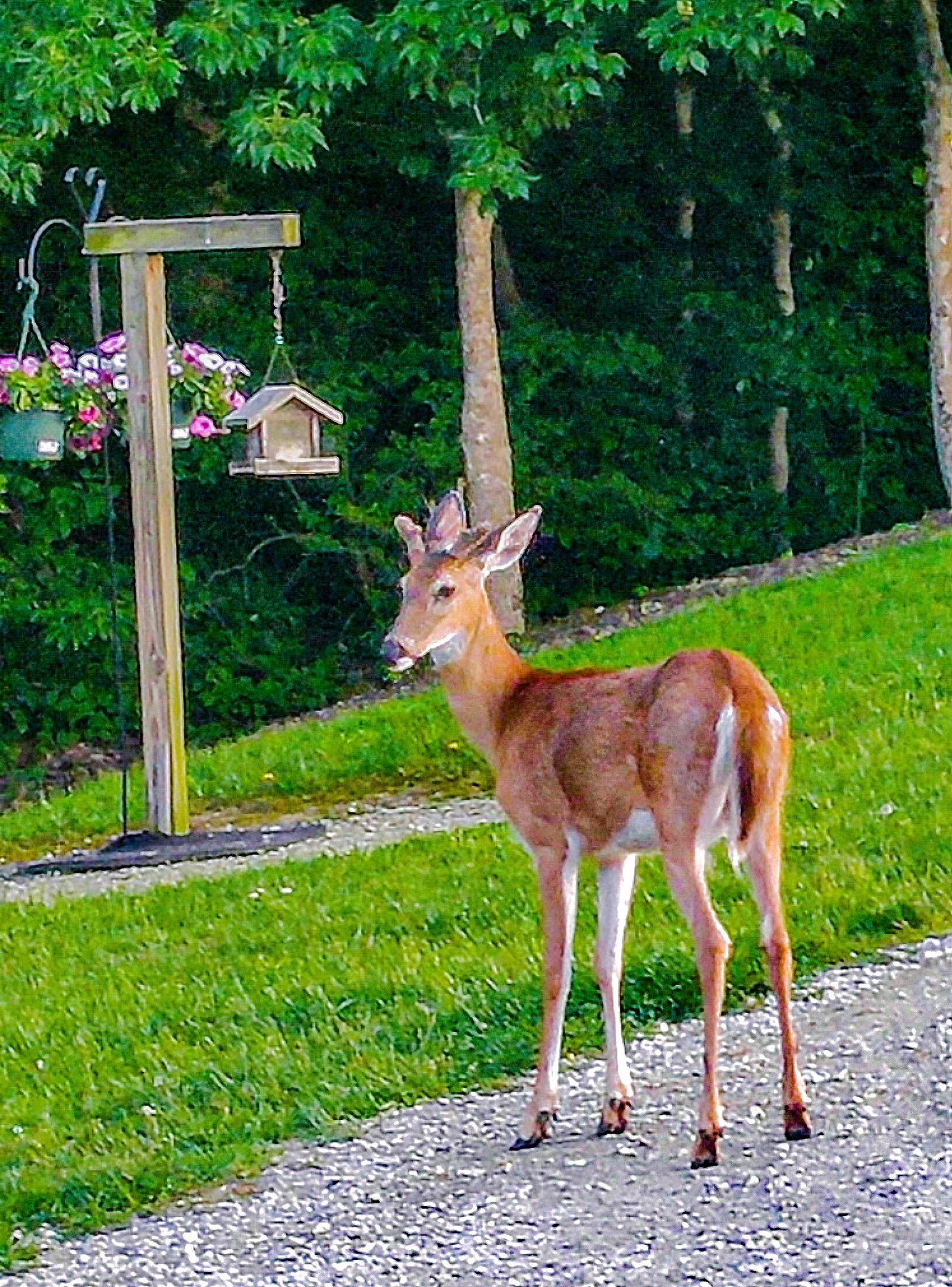 LITTLE BUCK CAME TO VISIT - Sweet Cabin Life