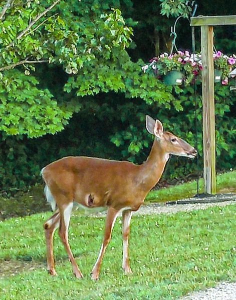Cabin Critters - Sweet Cabin Life